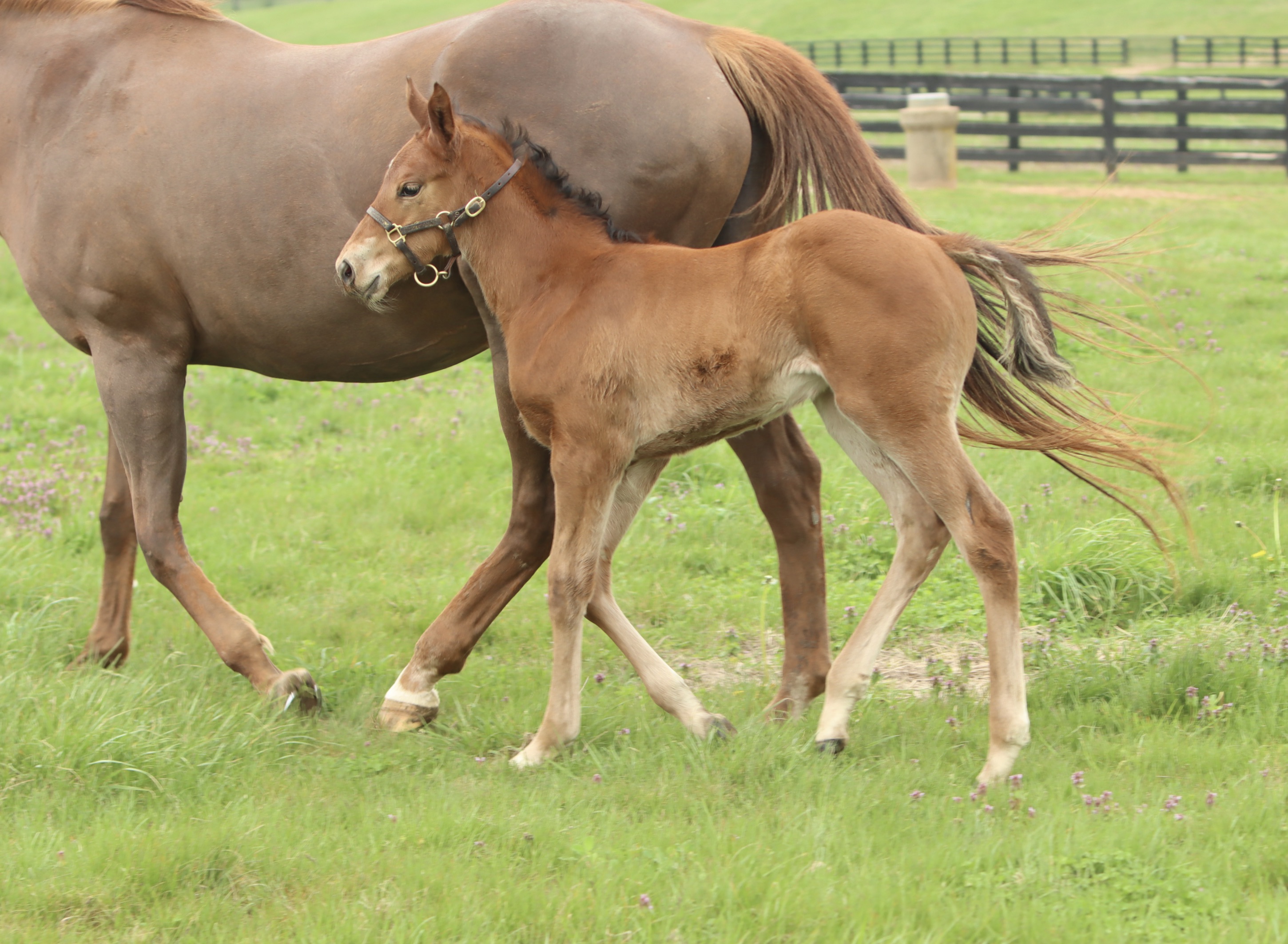 24 CHRISTIES TREASURE | Lane's End