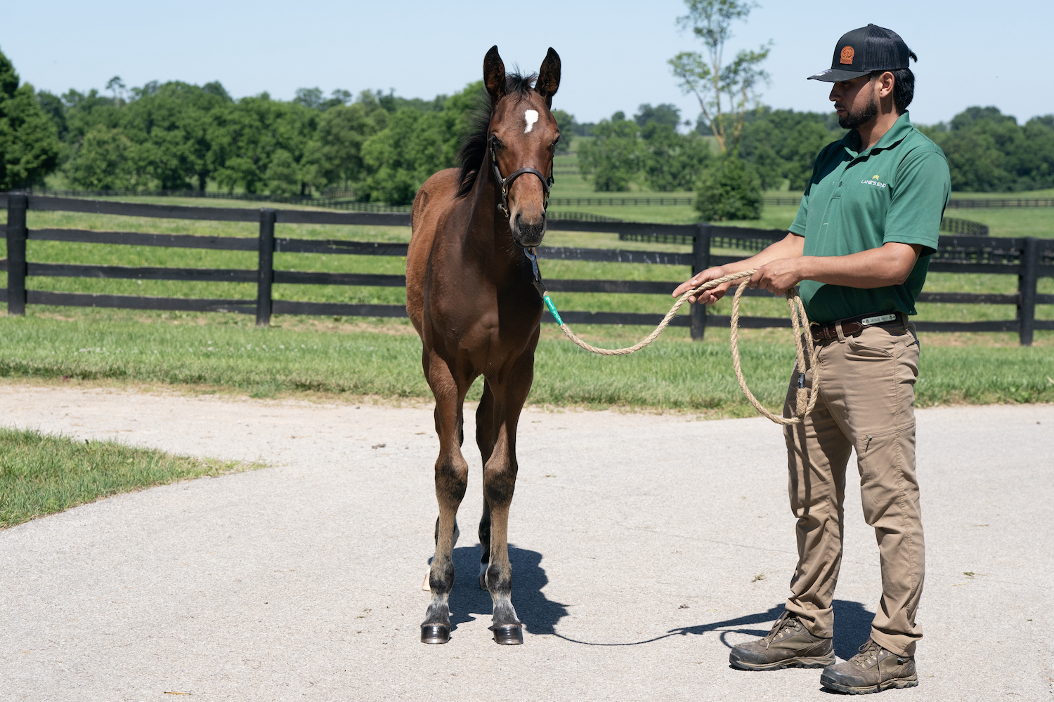 24 STARS AND BARS | Lane's End