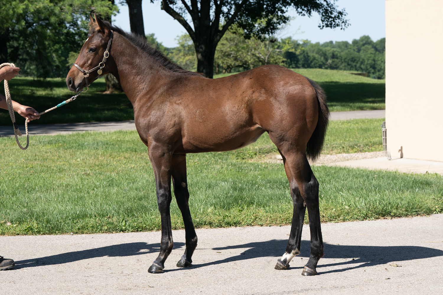 24 TOBAGO | Lane's End