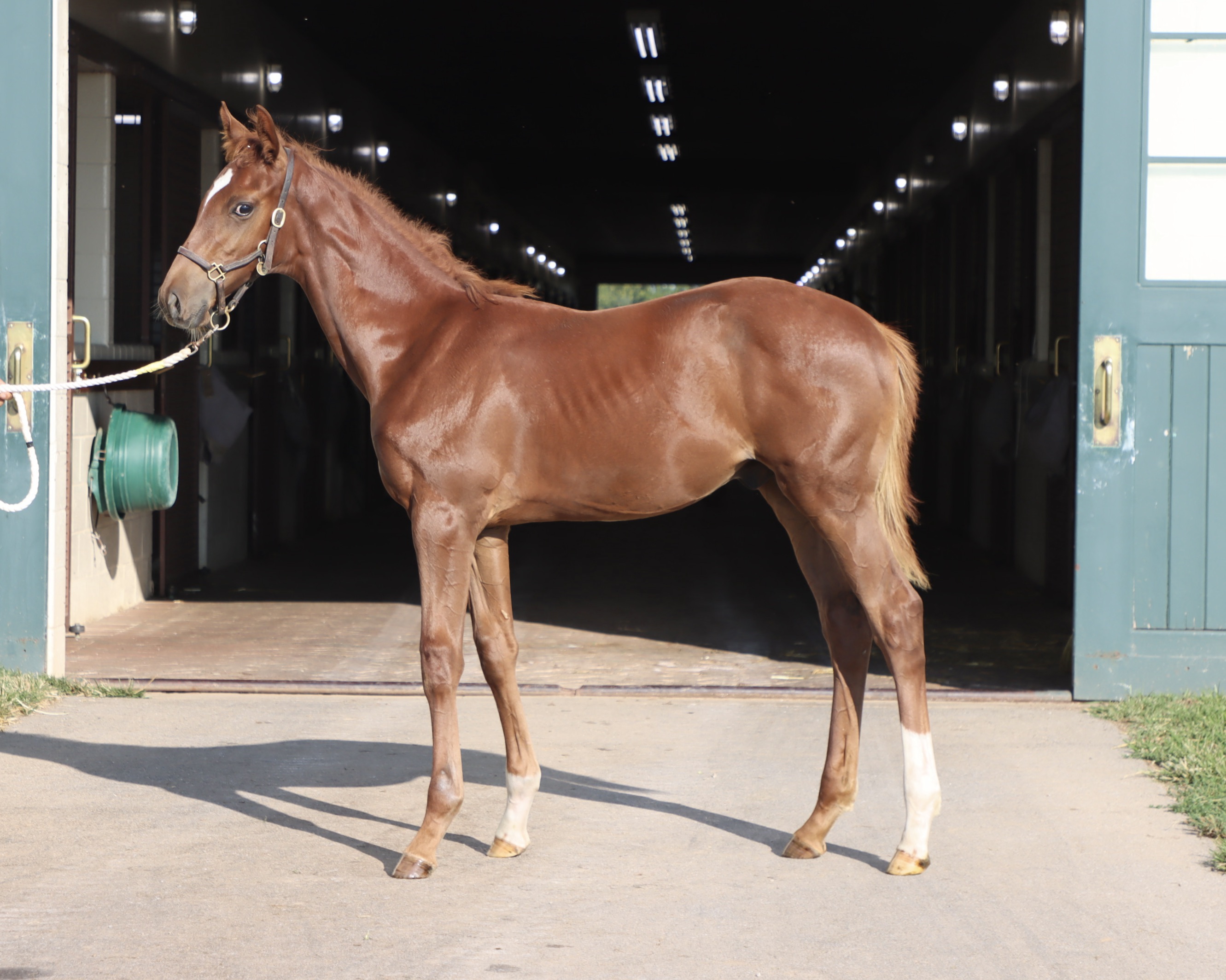 24 COLONIAL FLAG | Lane's End